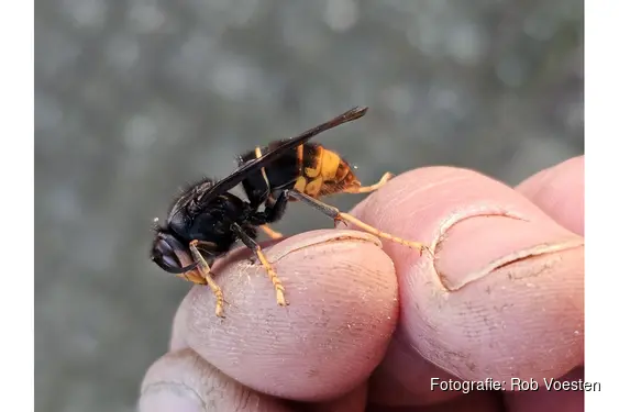 Aziatische hoornaar, van uitroeien naar beheren - Bredasdagblad.nl